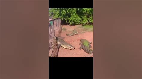 اخ کیرم تو کس زنت، ای کیرم تو کس زنت Youtube