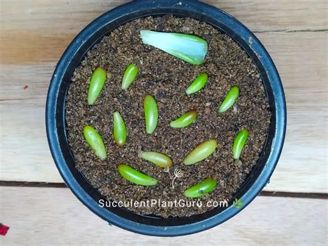 How To Propagate Succulents Leaves Division Cuttings Methods