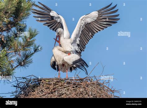 Mating White Storks In Courtship Display Ciconia Ciconia On Their Nest In Spring Bas Rhin