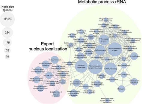 Network Representation Of Functional Enrichment Analysis Of The 15