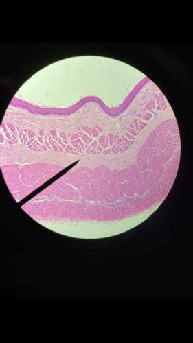 Anatomy Lab Practical Tissue Flashcards Quizlet