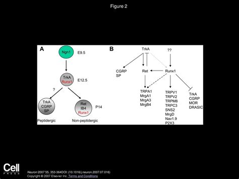 Nociceptors—noxious Stimulus Detectors Ppt Download