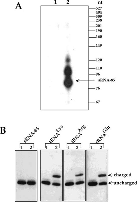 A Splint Labeling To Detect The Presence Of 3 Cca Labeling Was As Download Scientific Diagram