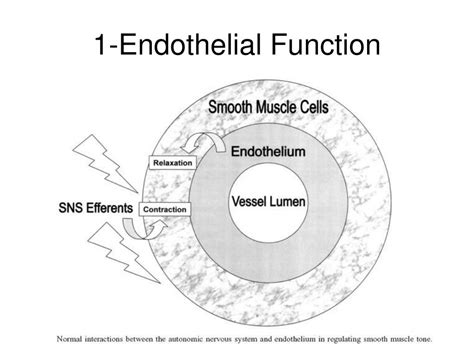 Ppt Sleep Apnea And Autonomic Nervous System Powerpoint Presentation Id4372115