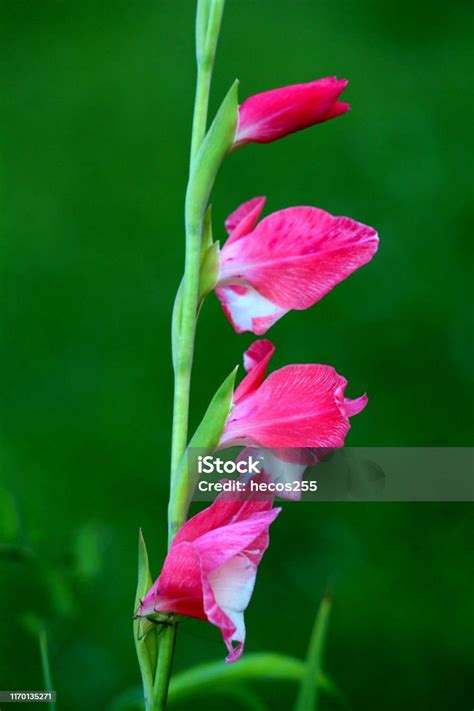 검디올루스 또는 검 백합 다년생 코 무늬 꽃 식물 칼 모양의 큰 보라색 꽃 밝은 녹색 잎으로 둘러싸여 0명에 대한 스톡 사진 및 기타 이미지 Istock