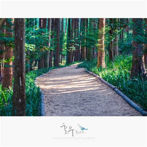 전라도 국내 1박2일 여행지 장흥 편백숲 우드랜드 웰니스 여행 보림사 동학 다예원 청태전 네이버 블로그