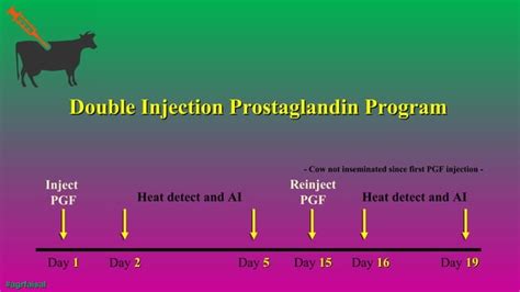 Presentation Protocols For Synchronization Of Estrus Ppt Reproductive Health Diseases And