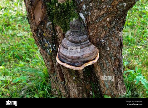 Tinder Fungus On A Tree Close Up Used For Treatment Stock Photo Alamy