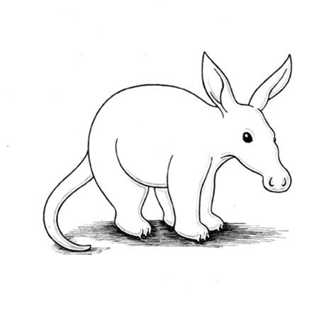 Aardvark Drawing At PaintingValley Com Explore Collection Of Aardvark Drawing