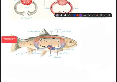 تحلیل شکل های کتاب درسی مبحث قلب ماهی استاد غلامی