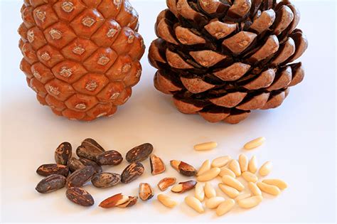 Кедровые орехи польза и вред лечебные свойства и противопоказания
