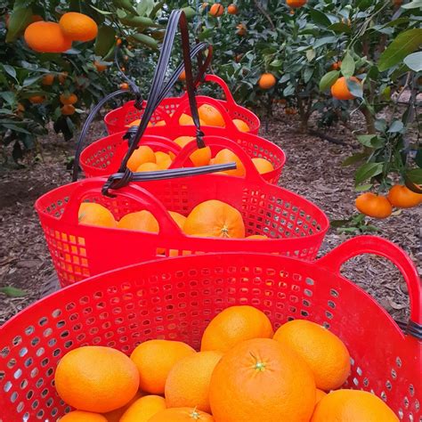 미령이네 감귤농장제주감귤체험천혜향체험 눈이 많이 내려요~ 오늘 하루 쉬어가요~ 미령이네 감귤체험 1인8천원 레드향 천혜향 설선물예약중 1월은레드향 과일