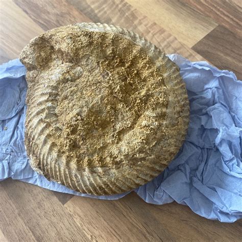 Found This On Jurassic Coast Value