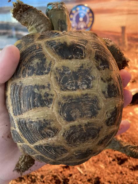 New Russian Tort With Shell Damage Rtortoise