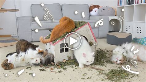 300 dollars crazy catnip party catlov