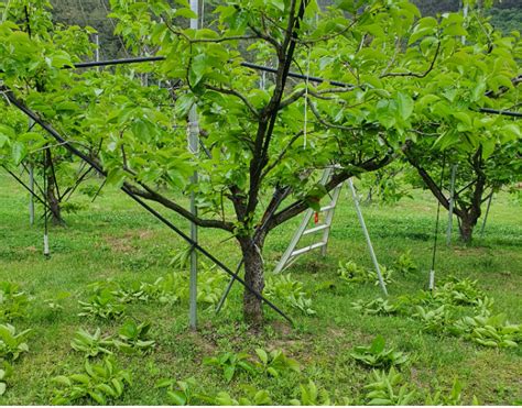 감나무 여름 가지치기…낙과 50 감소 수량 61 증가 네이트 뉴스