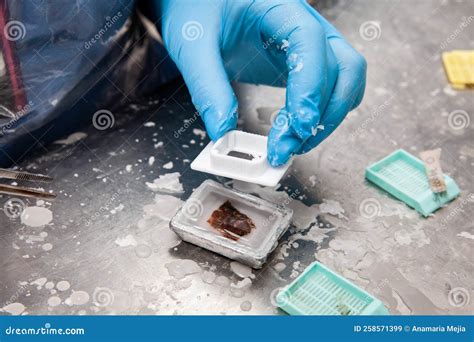 Scientist Embedding Tissues In Paraffin Blocks For Sectioning