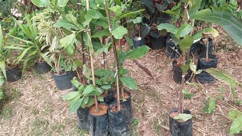Mudas De Caju Anão Enxertadas Youtube