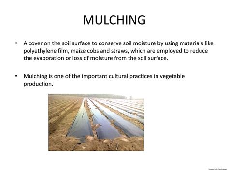 Solution Mulching Of Vegetable Crops Advantages And Disadvantages Of