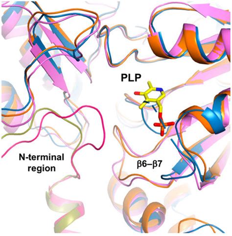 Ijms Free Full Text Molecular Structure Of Phosphoserine Aminotransferase From Saccharomyces