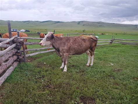 Тугалтай үнээ зарна