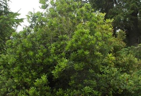 Pacific Wax Myrtle Garden Plantation