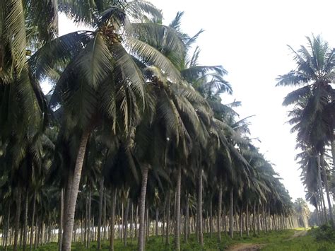 Coco Independent Substrate Consulting