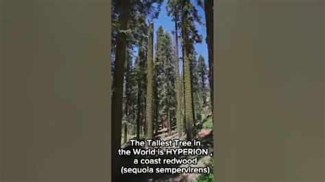 The Tallest Tree In The World Hyperion Viralvideo Viralshorts