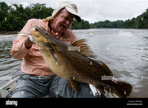 An Angler Admires A Giant World Record Jundia Catfish Caught From A