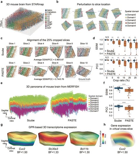 3d Alignments Of Consecutive St Slices For The Mouse Brain A The 3d