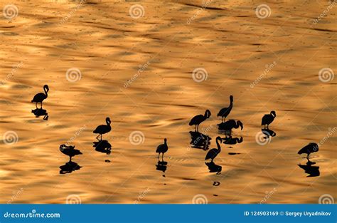 Flamingos On The Water Of Lake Natron At Sunset Aerial View Stock