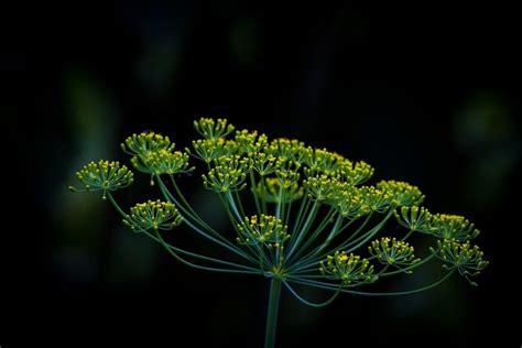 Cow Parsnip Heracleum Lanatum Attracts Bees With Nectar And Pollen Beekeeper Corner