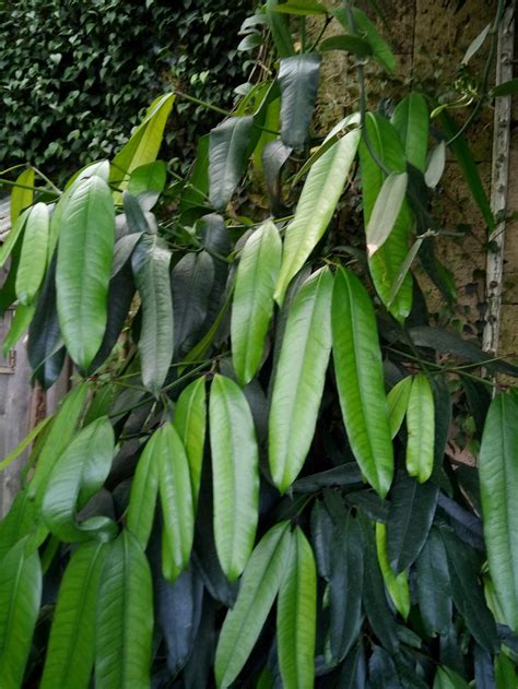 Bouea Macrophylla In Genus Bouea Plantaedb