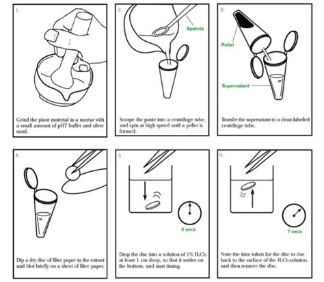 Catalase Reaction With Hydrogen Peroxide
