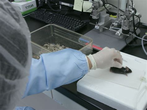 Video Automated Long Term Behavioral Assay For Cognitive Functions In