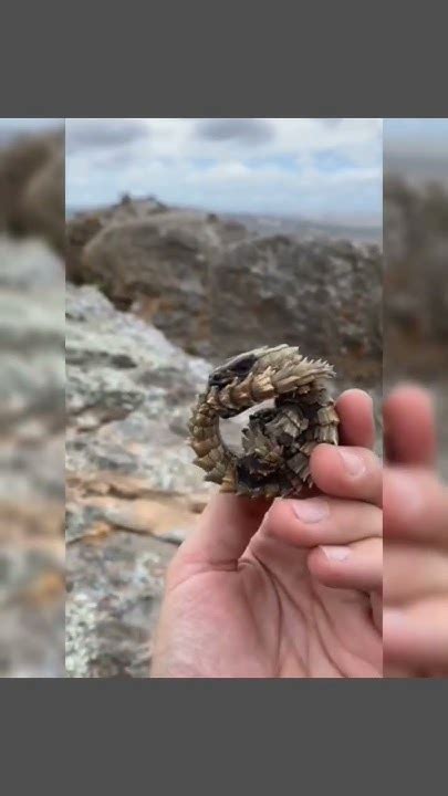 تنين حقيقي😱shorts Youtube