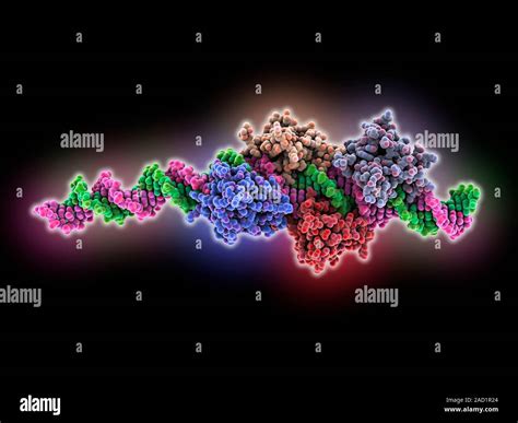 Molecular Model Of Interferon Regulatory Factor 3 Irf3 Bound To A Dna