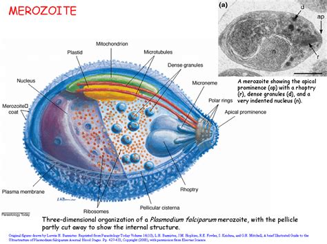Merozoite