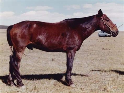 Эрийн Гурван Наадам Зуун жилд ганц төрөх их насны морь Ардын хувьсгалын 101 жилийн түүхэнд 5