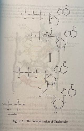 Nucleotide Polymerization Flashcards Quizlet