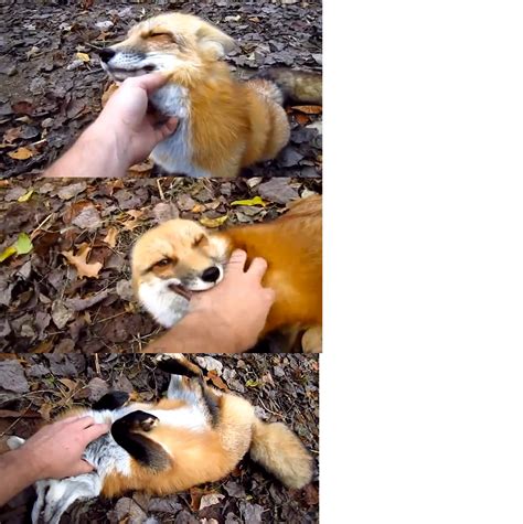 Лиса лис лисы лиска лиса длиннопост живность смешные