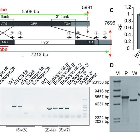 Phenotype Analysis Of Wild Type Mutant And Complemented Strains