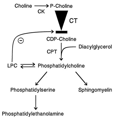 Phosphatidylserine Synthesis