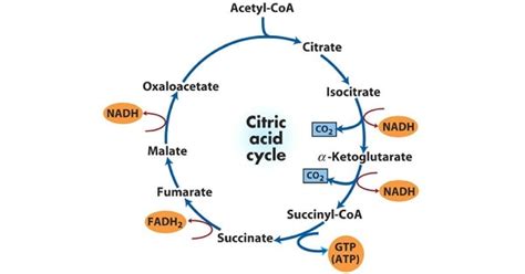 Krebs Cycle New