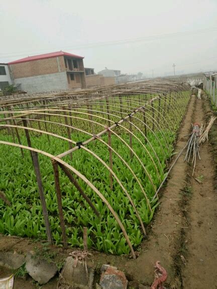 菜棚子 棚子 铁棚子 大山谷图库