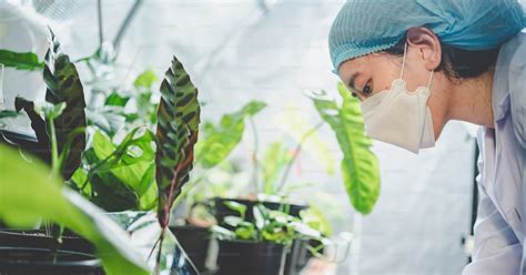 농업 온실에서 성장 식물을 연구하기 위해 일하는 생물학 과학자 식물학 실험실에서 자연 유기 과학 기술 또는 생명 공학 식품 산업을 위해 야채를 검사하는 사람들 사진