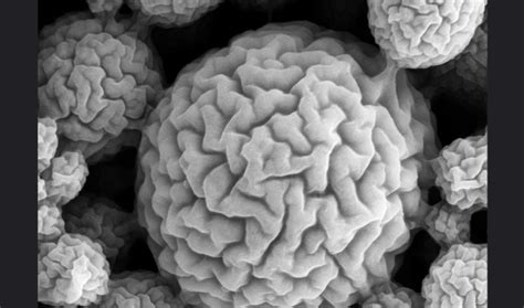 Beauty Under The Microscope Dartmouth Alumni Magazine