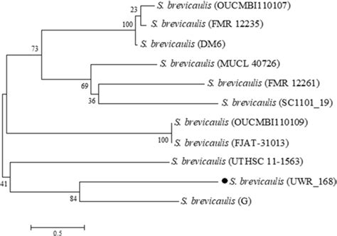 The Comparison Of Genetic Similarity Neighbour Joining Technique Of Download Scientific