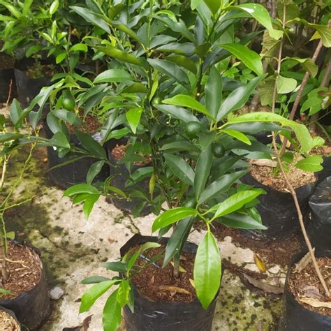 Jual Tanaman Jeruk Nagami Tanaman Buah Tanaman Jeruk Shopee Indonesia