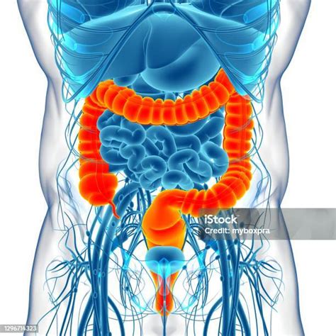 대형 장 3d 일러스트 인간 소화 시스템 해부학 3차원 형태에 대한 스톡 사진 및 기타 이미지 3차원 형태 간 내부 기관 건강관리와 의술 Istock